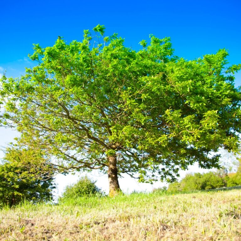 Dwarf Chinkapin Oak Tree - Garden Plant Nursery