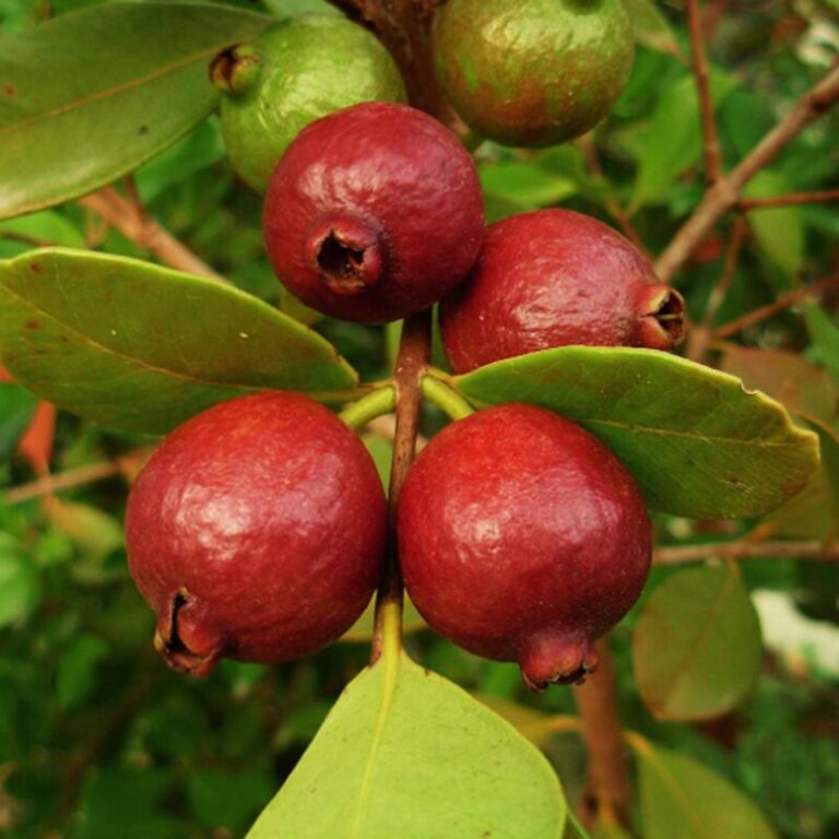 Guava Tree Live Plant for Home Gardens