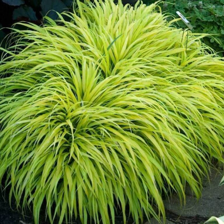 Hakonechloa Macra All Gold, Japanese Forest Grass - Garden Plant Nursery
