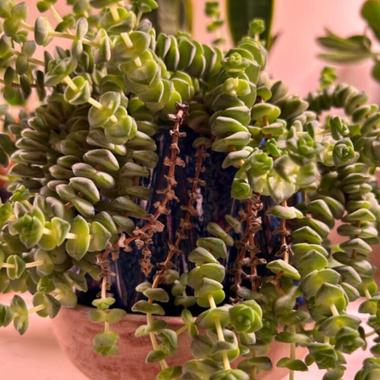 String Of Buttons Succulents Plants for Unique Gardens