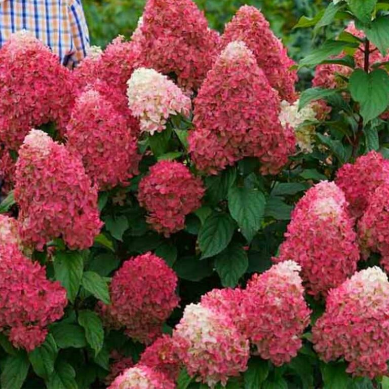 Fire Light Hydrangea Paniculata - Garden Plant Nursery