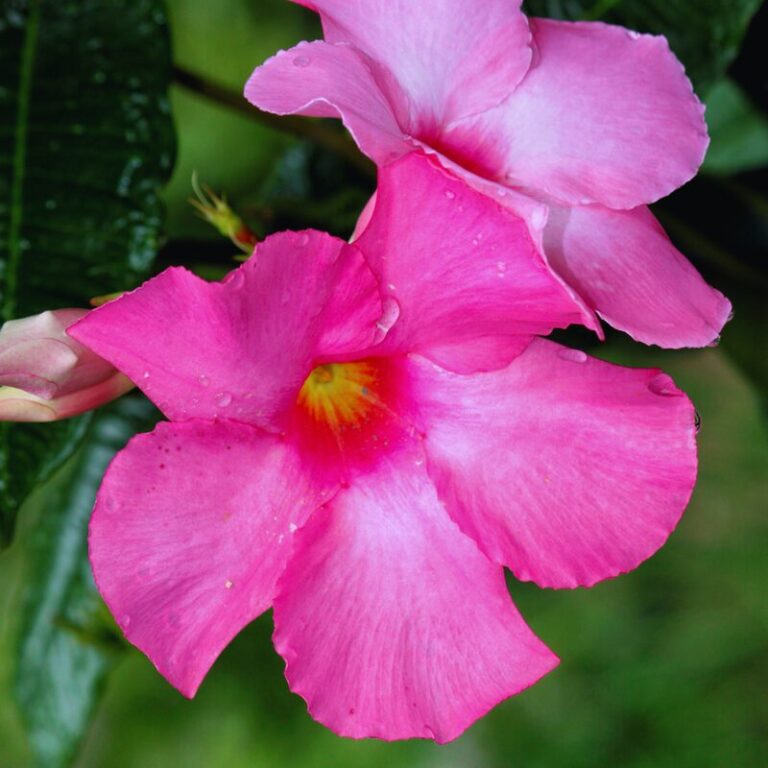 Mandevilla Dipladenia Plant - Vibrant Pink Twining Vine