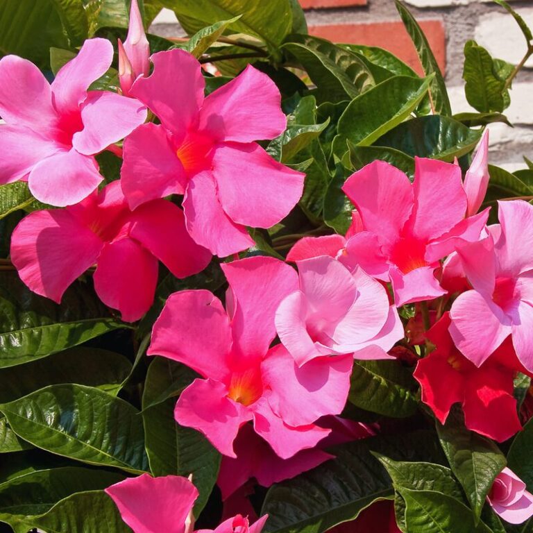 Mandevilla Dipladenia Plant - Vibrant Pink Twining Vine