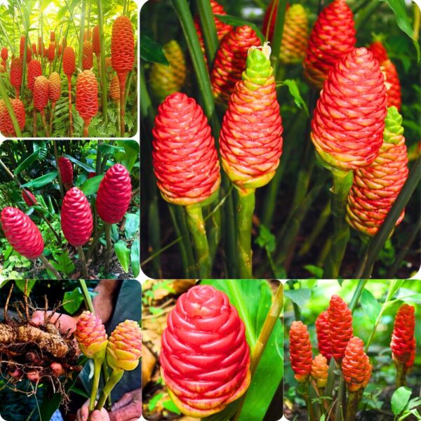 How to Grow Shampoo Ginger Plants: A Beginner’s Guide - Garden Plant ...