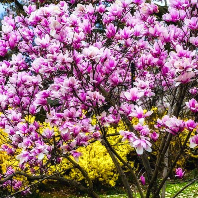 Magnolia Tree - Elegant Flowering Tree for Any Garden