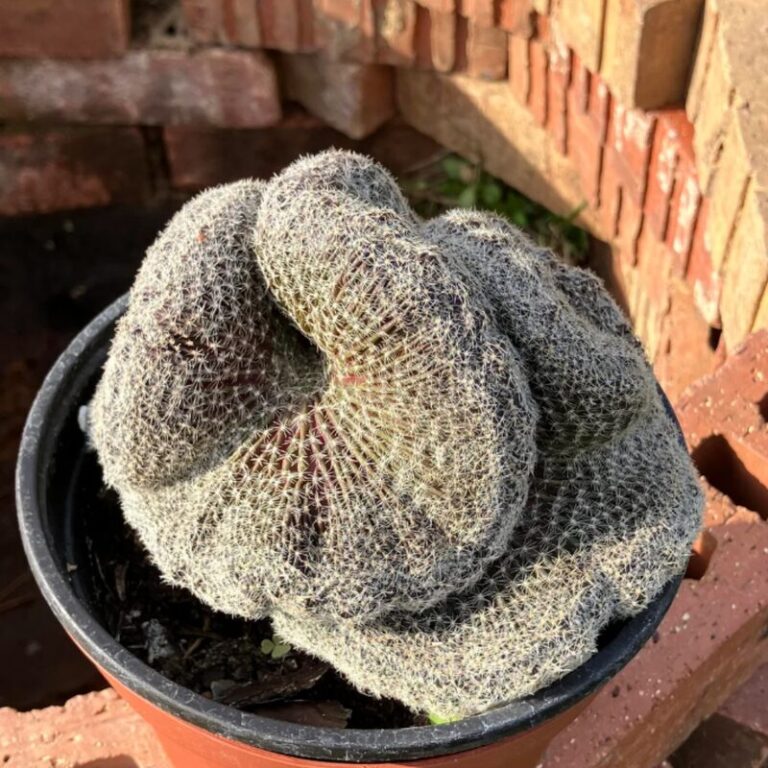 Mammillaria Baumii Crest Plant - Unique Live Cactus
