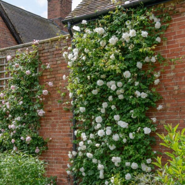 Vine Climbing Rose Plant Live - Madame Alfred Carriere