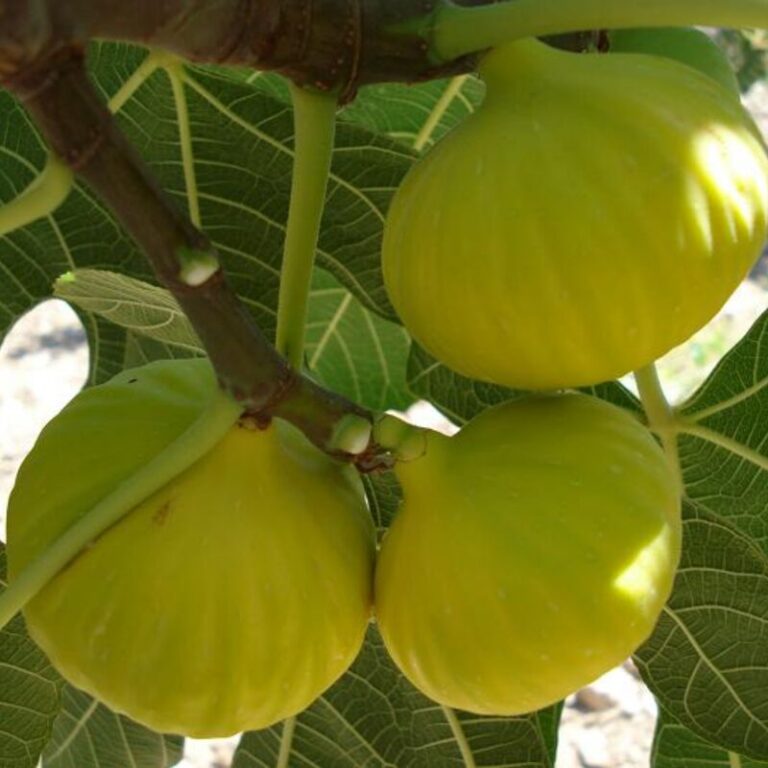 Ischia Fig Tree Plant - 4 to 6 Inc Tall - Garden Plant Nursery