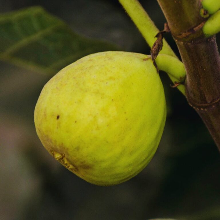 White Kadota Fig Tree - 4 to 6 Inc Tall - Garden Plant Nursery