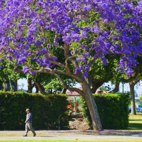Set 4 Mini Jacaranda Mimosifolia Live Trees 4 Inch Pot