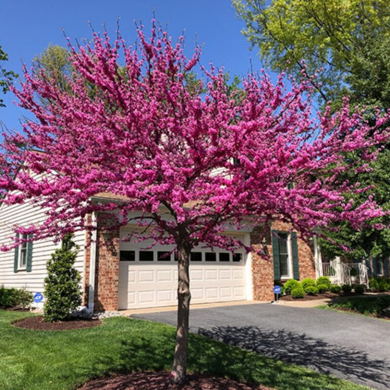 Large Redbud Tree Live Plant - 2-3 Ft - Cercis Canadensis- Zones 5-9 ...