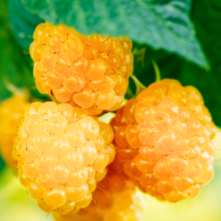 Premium Fall Gold Raspberry Plants - High Yielding 4-8 Inches Tall