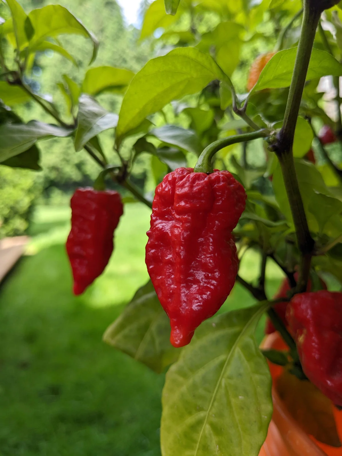 Dragon's Breath Pepper Plant – How to Grow and Care for the World’s ...