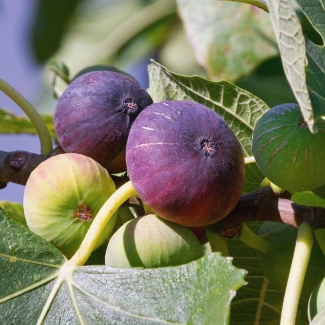 Discover the 6 Best Fig Varieties for your Garden