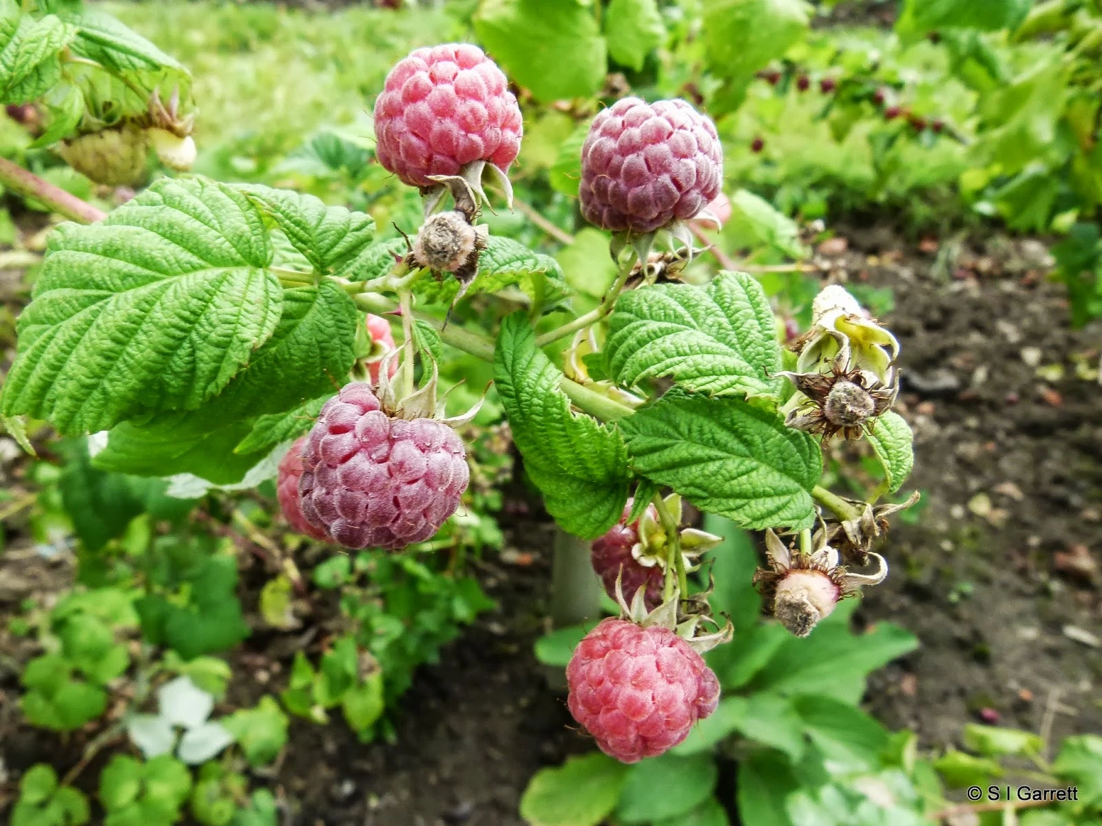 How to Prune Glencoe Raspberries for Maximum Yield - Garden Plant Nursery