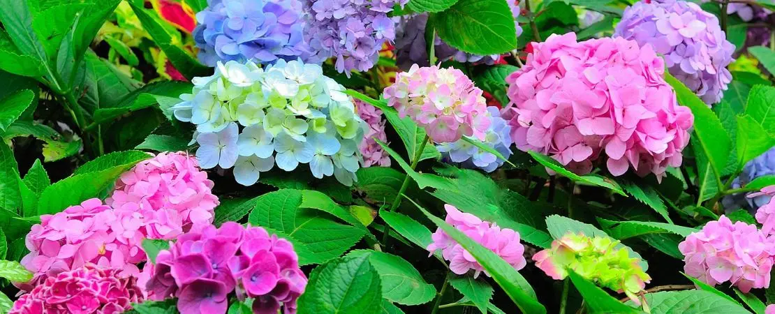 How to Change Hydrangea Color: An Easy Guide for Beginners - Garden ...