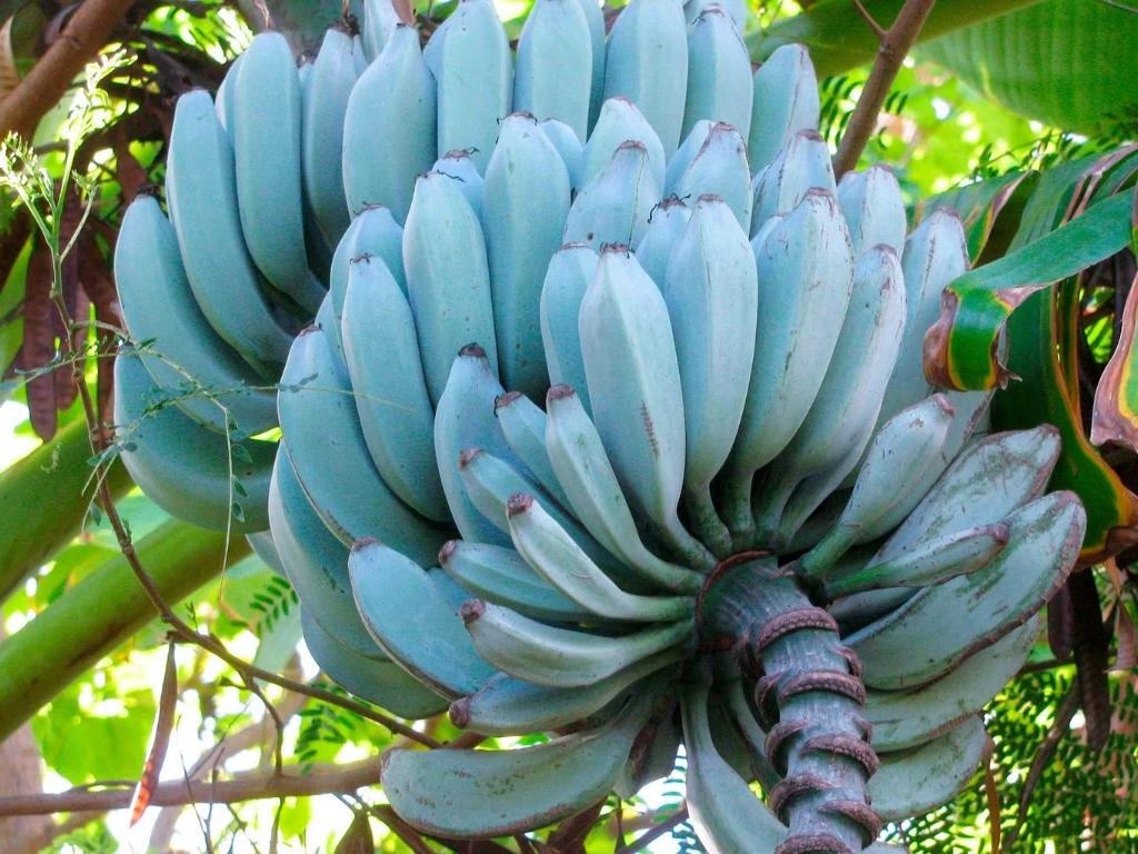 How to Grow a Blue Java Banana Tree: A Beginner's Guide - Garden Plant ...