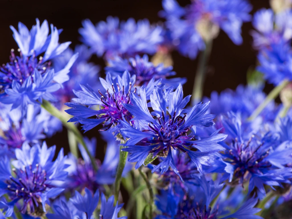 The Best Guide to Growing Cornflowers You’ll Ever Need - Garden Plant ...