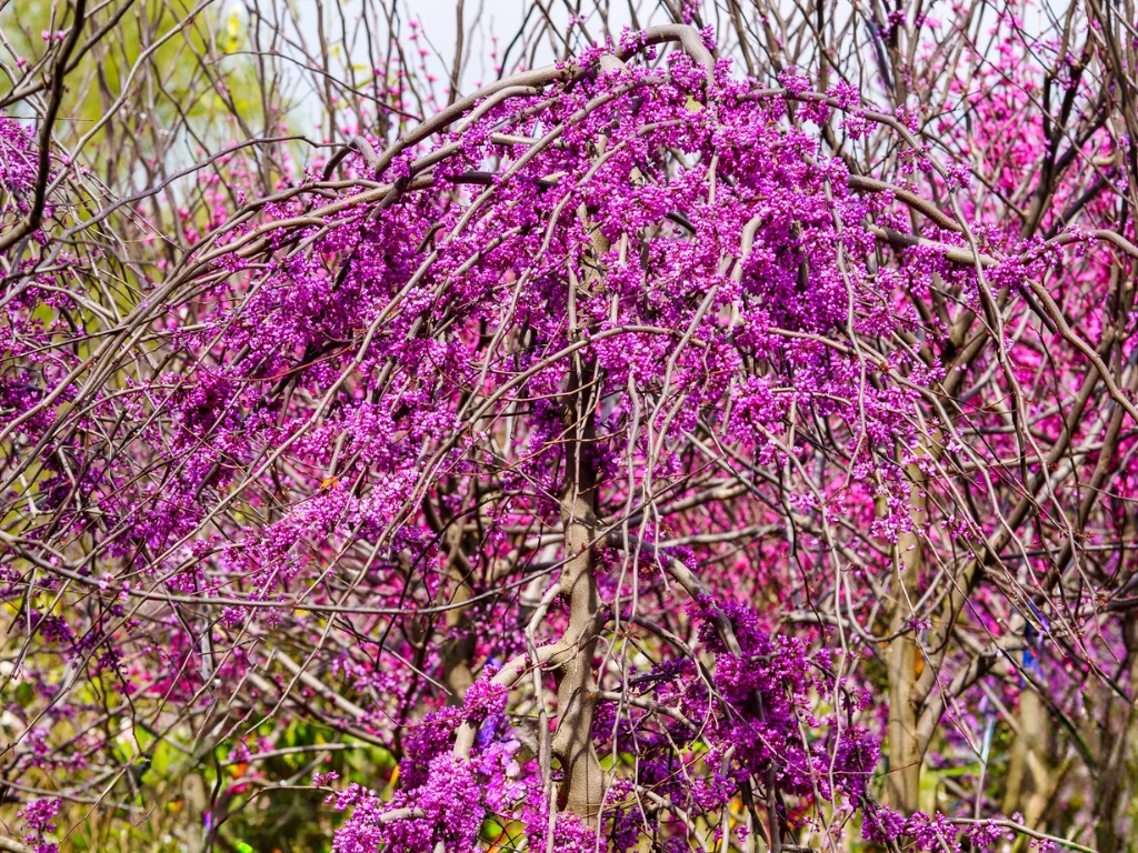 The Comprehensive Guide to Growing Ruby Falls Weeping Redbud Trees ...