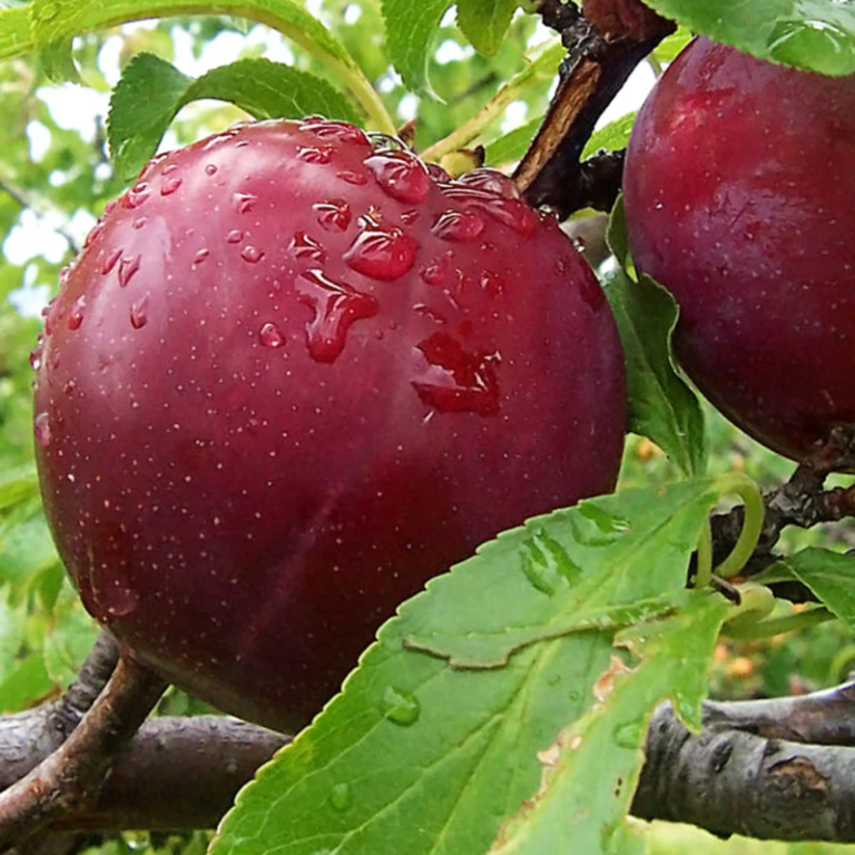 Plum Tree for Sale - Sweet & Juicy Plums | Hardy Fruit Tree for Zones 4-9