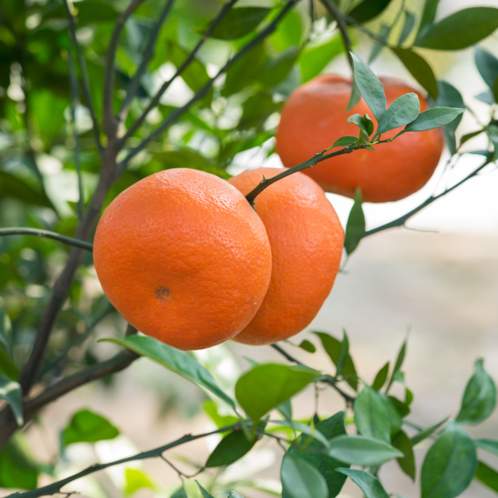 Satsuma Mandarin Tree: Seedless Mandarin Orange Tree for Sale