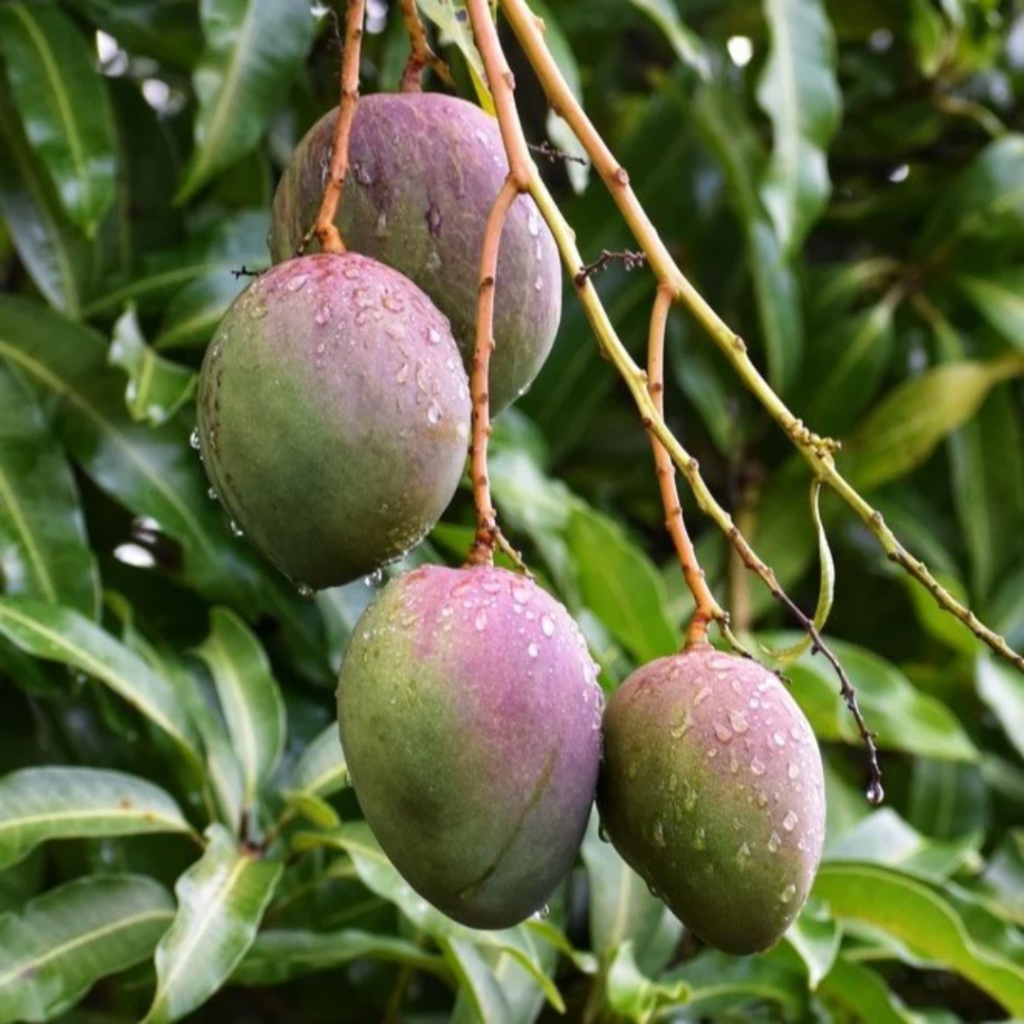 Big Keo Mango Tree: Live Grafted Plant for Sweet Mangoes
