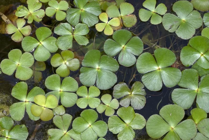 Water Clover Marsilea Quadrifolia - Easy Aquarium Plant