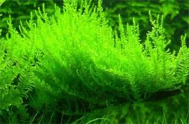 Willow Moss Fontinalis Antipyretica - Easy Aquarium Plant
