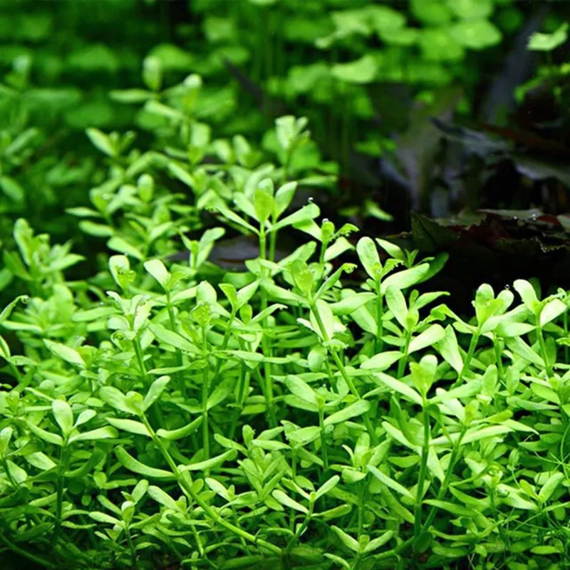 Brahmi Bacopa Monnieri Moneywort - Easy Aquarium Pond Plant