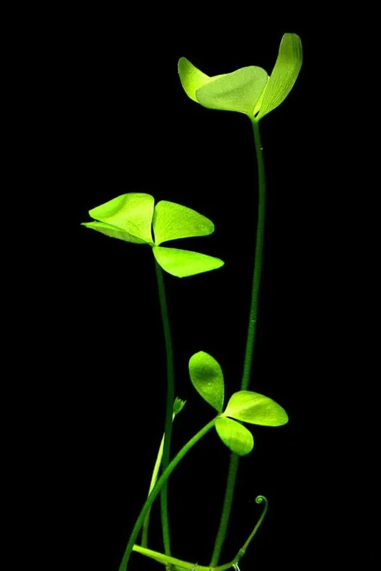 Dwarf 4-Leaf Water Clover Marsilea Crenata - Easy Aquarium Plant