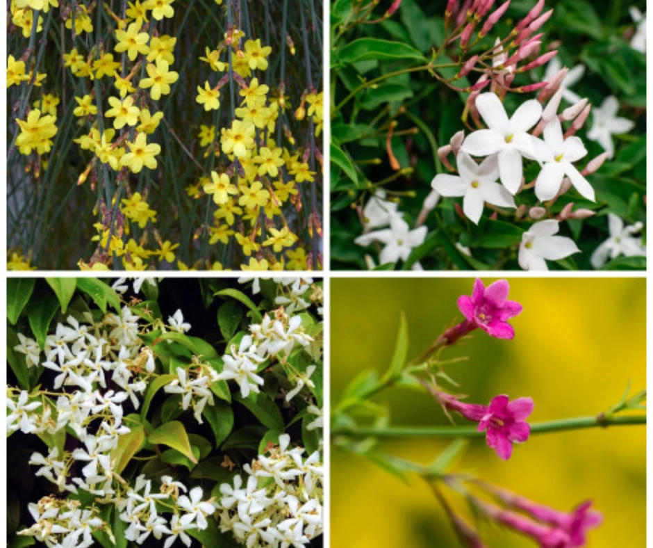 Jasmine Varieties: 6 Most Popular Types of Jasmine - Garden Tree ...