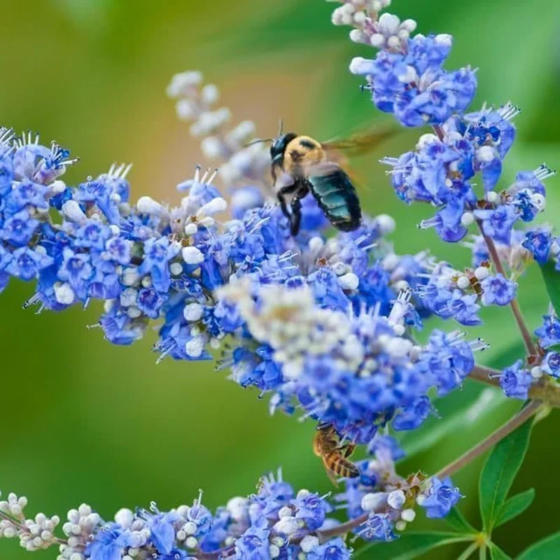 Purple Chaste Trees: Live Blue Vitex Agnus Castus for Planting