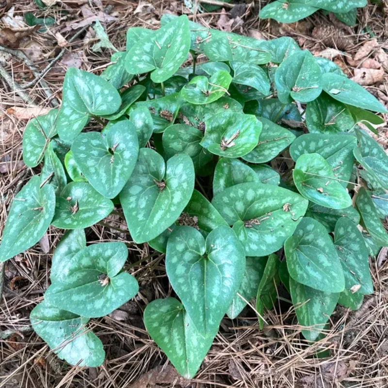 Heart Leaf Ginger Plants Live Bare Roots Wild Ginger