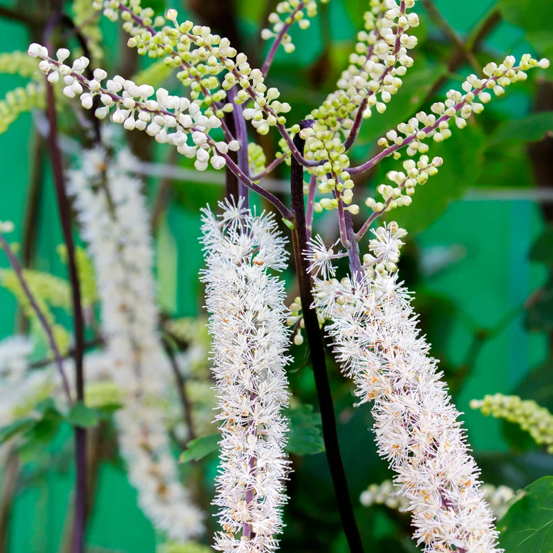 Buy Cohosh Plants Live Bare Root Perennial for Planting