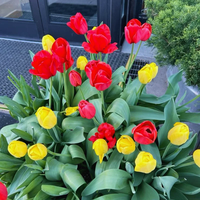 50 Tulip Bulbs for Fall Planting - Mix Color Garden Tulips