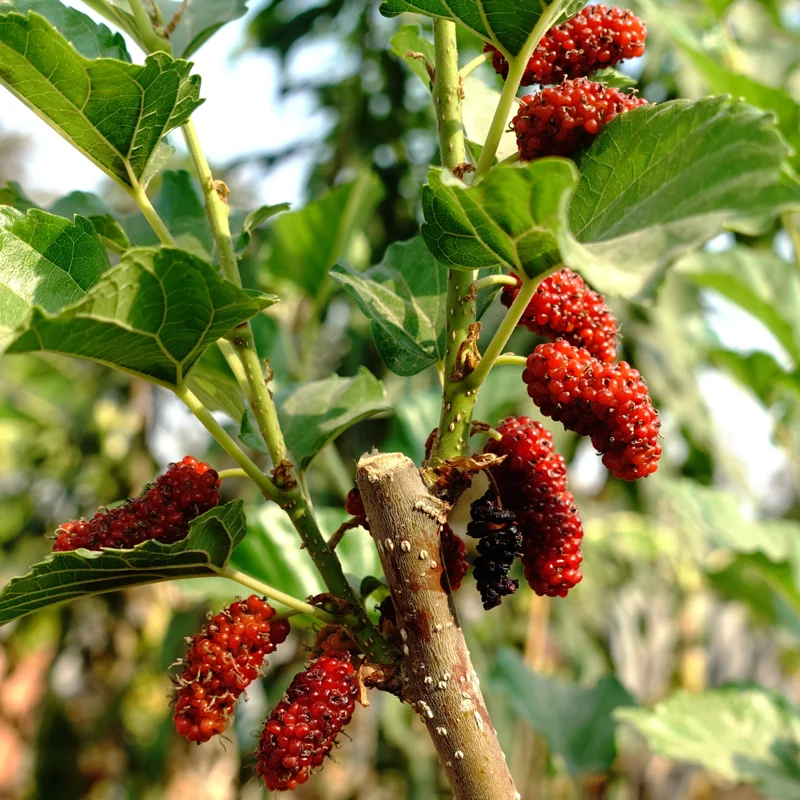 Red Mulberry Tree Seedlings - Buy 2 Feet Tall Live Plants