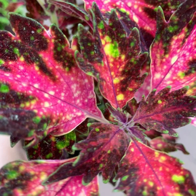 Coleus Plant Live Potted - Rare Coleus Houseplant for Sale