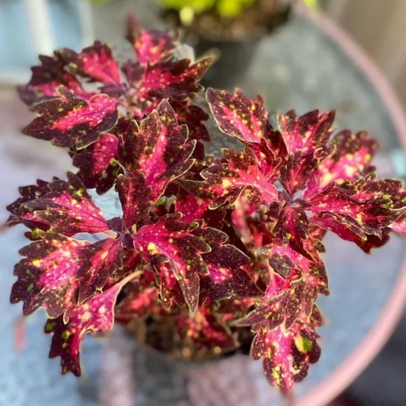 Coleus Live Plant - Rare Coleus Flowers for Outdoor Planting