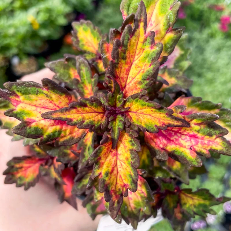 Coleus Plant Live: Rare Flowers for Home & Garden