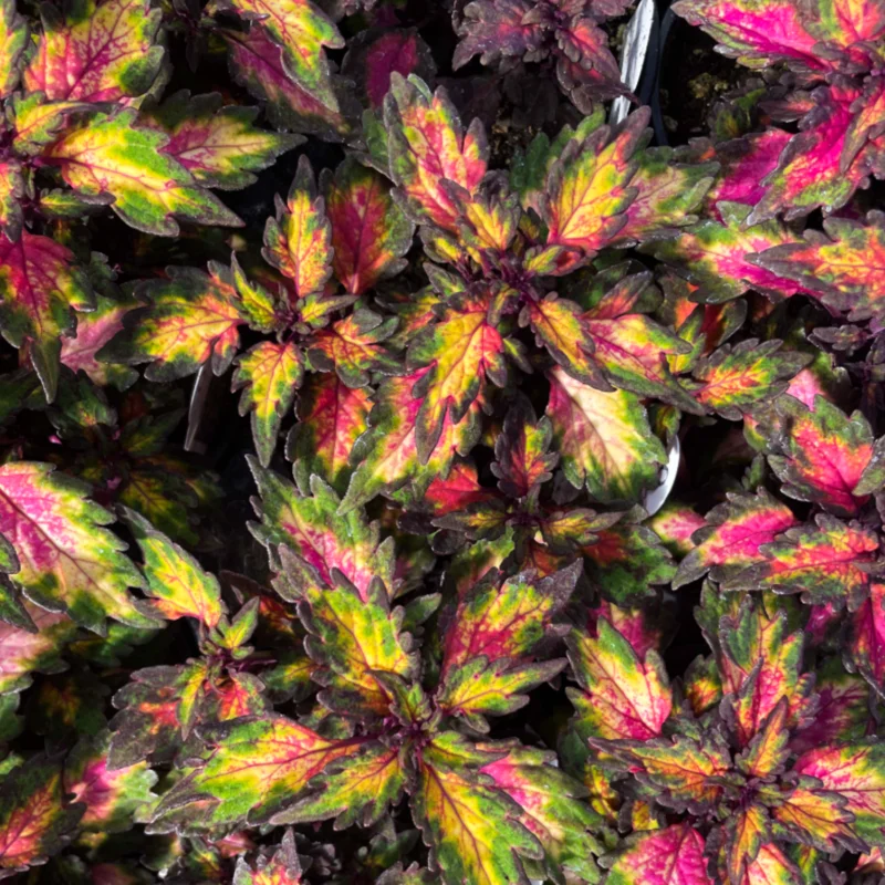 Coleus Plant: Rare Colorful Coleus for Gardens & Homes
