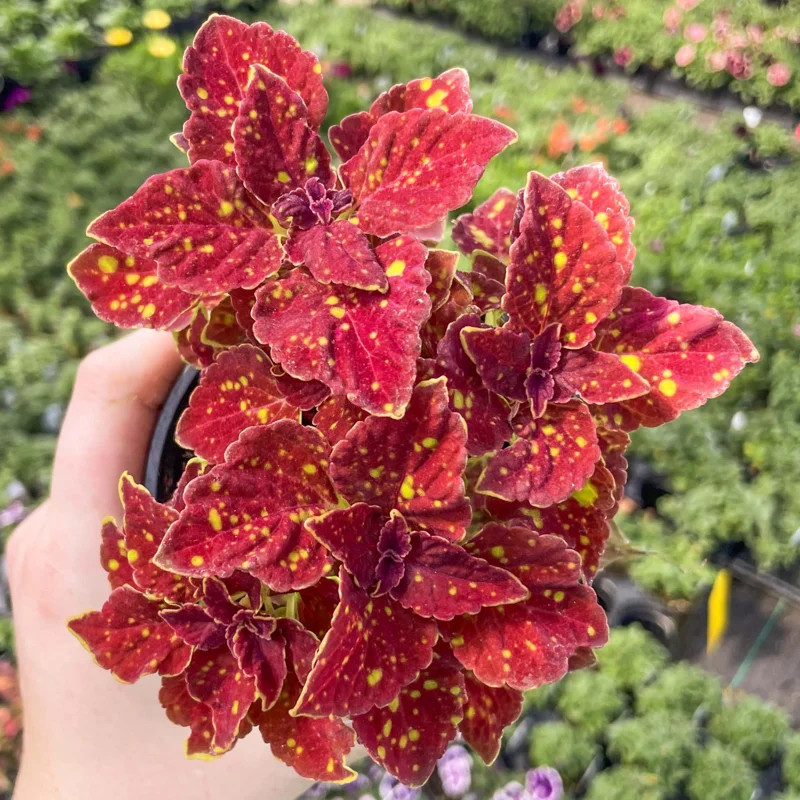 Coleus Live Plant with Rare Flowers - Indoor & Outdoor Garden