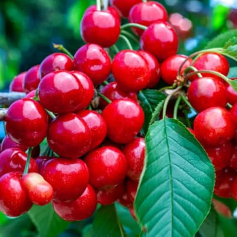 Cherry Tree Live Plant - Sweet Cherry Tree for Sale