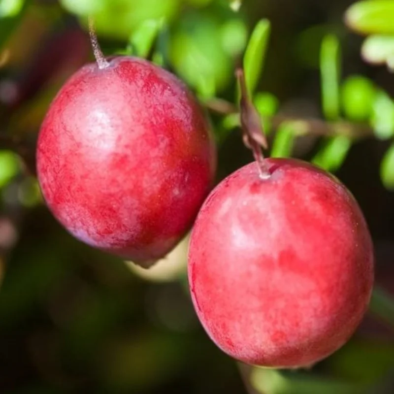 Cranberry Tree Plant Live - Low Bush Groundcover