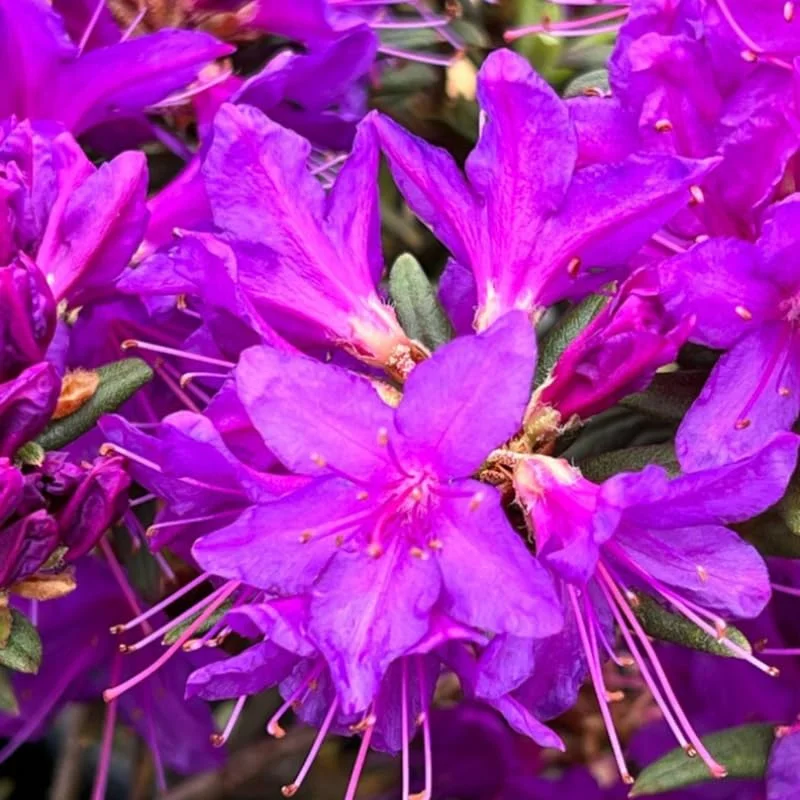 Rhododendron Plants Live Bush Shrubs for Planting | Azalea