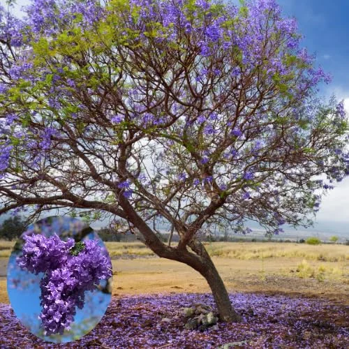 Buy Deep Blue Jacaranda Trees - Live Plants, 4 Inch Potted