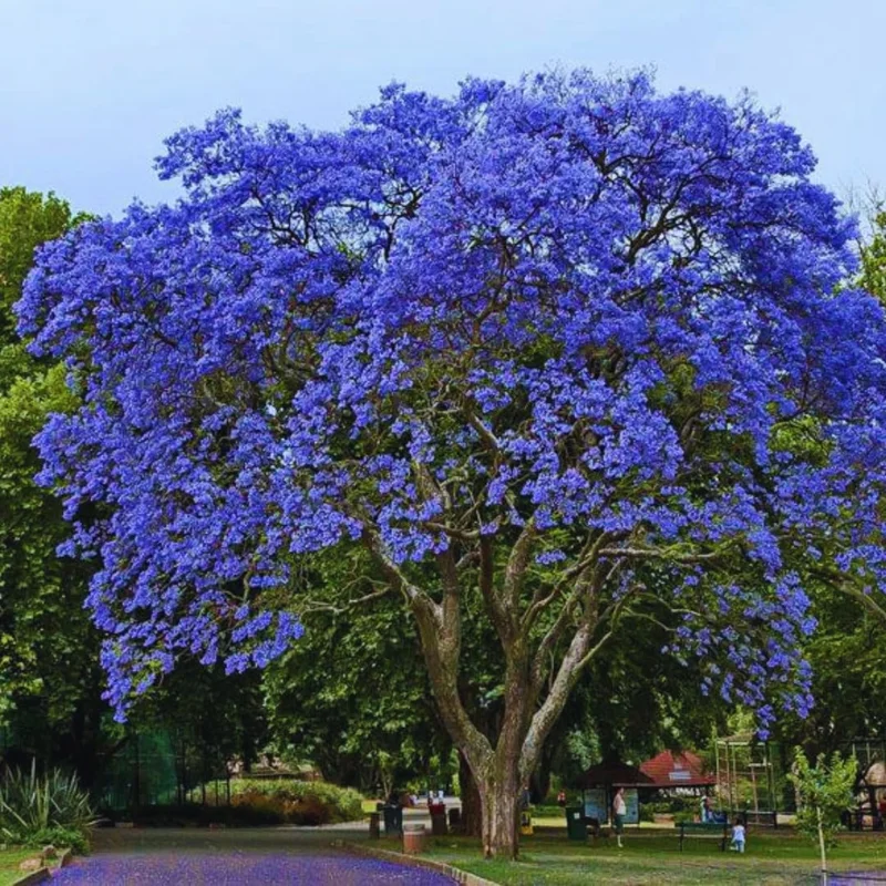 Buy Blue Jacaranda Trees - Live Plants for Outdoor Planting