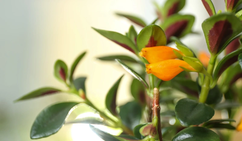 Master the Art of Goldfish Plant Care: Expert Tips for Thriving Indoor ...