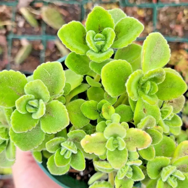 Plectranthus Vick Plant Set - Buy Live Vick Herb Plant