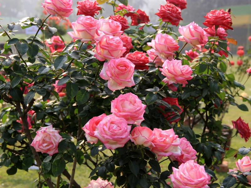 Rose Bush Care: The Ultimate Guide - Garden Tree Nursery - Buy Tree Online