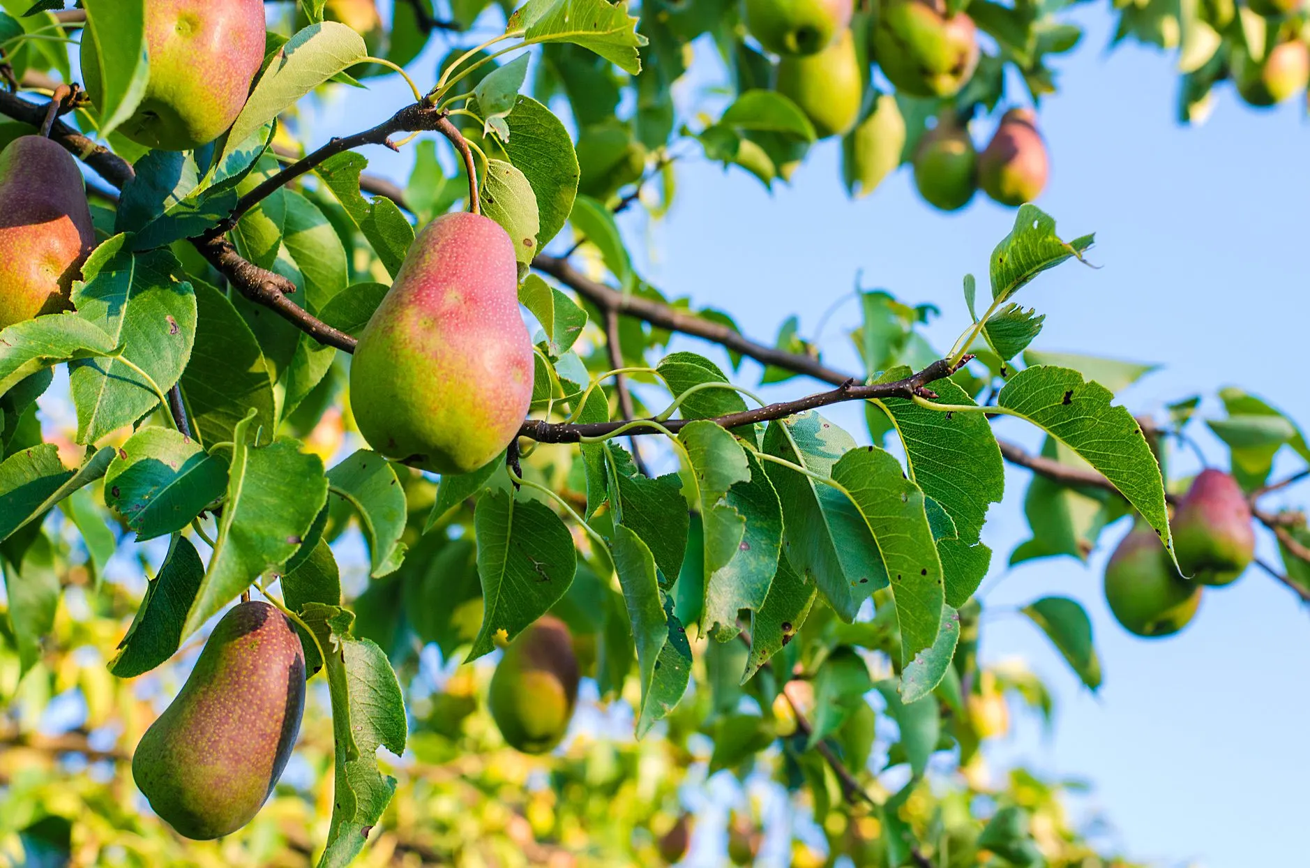 Pear Tree Pollination Guide: Do Your Pears Need Cross-Pollination ...